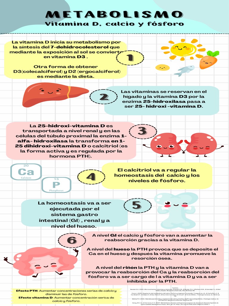 Metabolismo Vitamina D | PDF | Vitamina D | Calcio