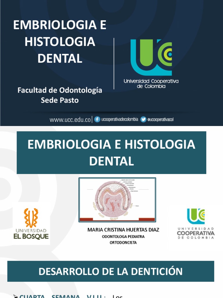 Morfogénesis y Erupción Dental | PDF | Diente | Anatomia animal