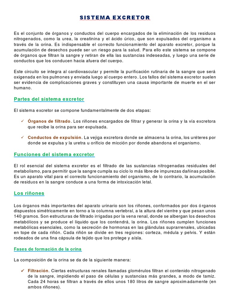 Sistema Excretor | PDF