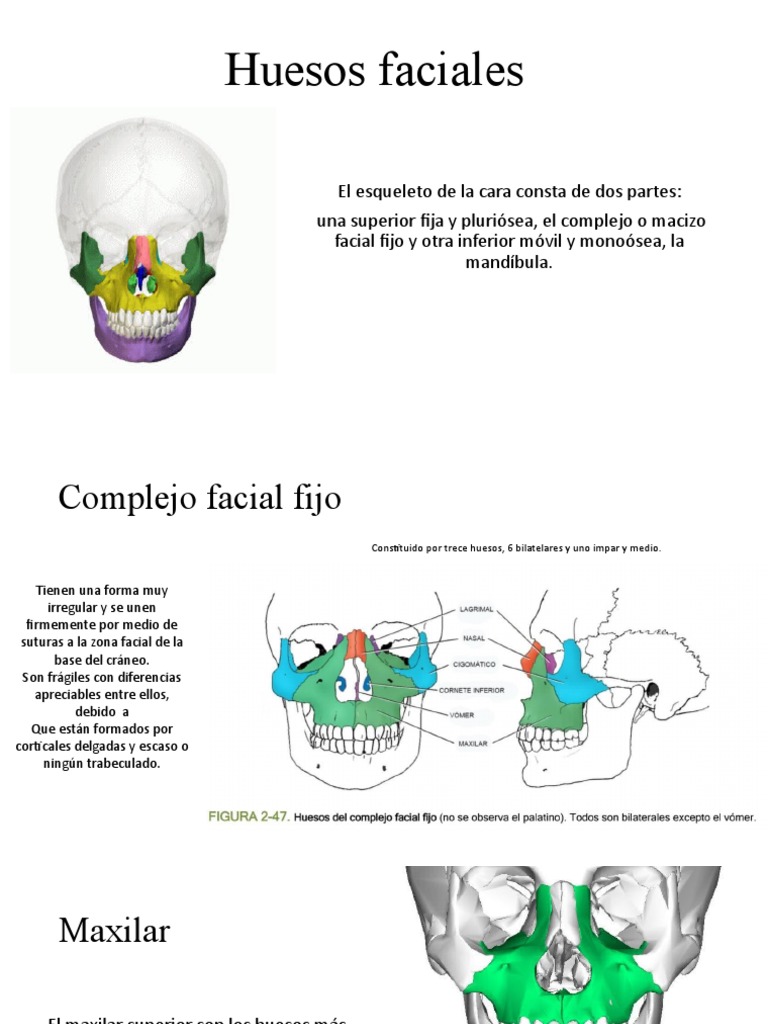 Anatomía de los Huesos Faciales | PDF