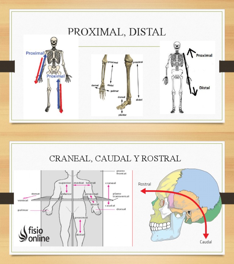 Proximal, Distal | PDF