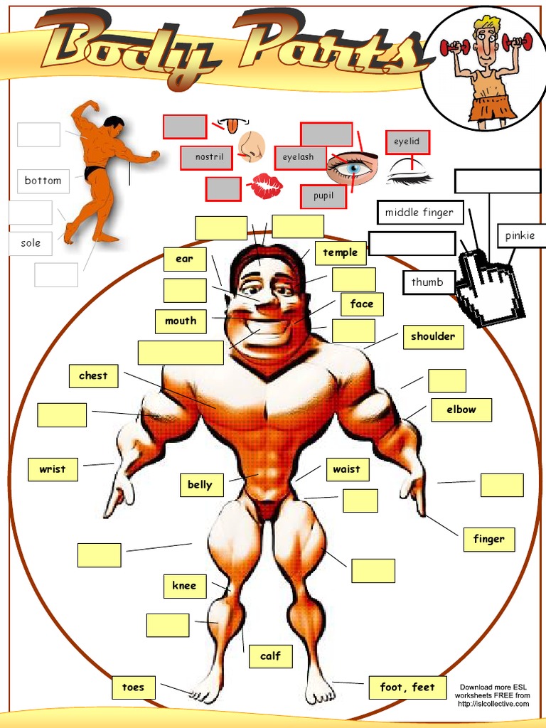 Body Parts Vocabulary List | PDF