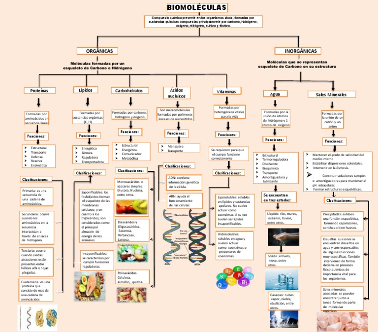 Mapa Conceptual de Las Biomoleculas 4 | PDF