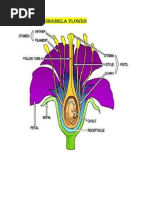 Observation of Mongo | PDF