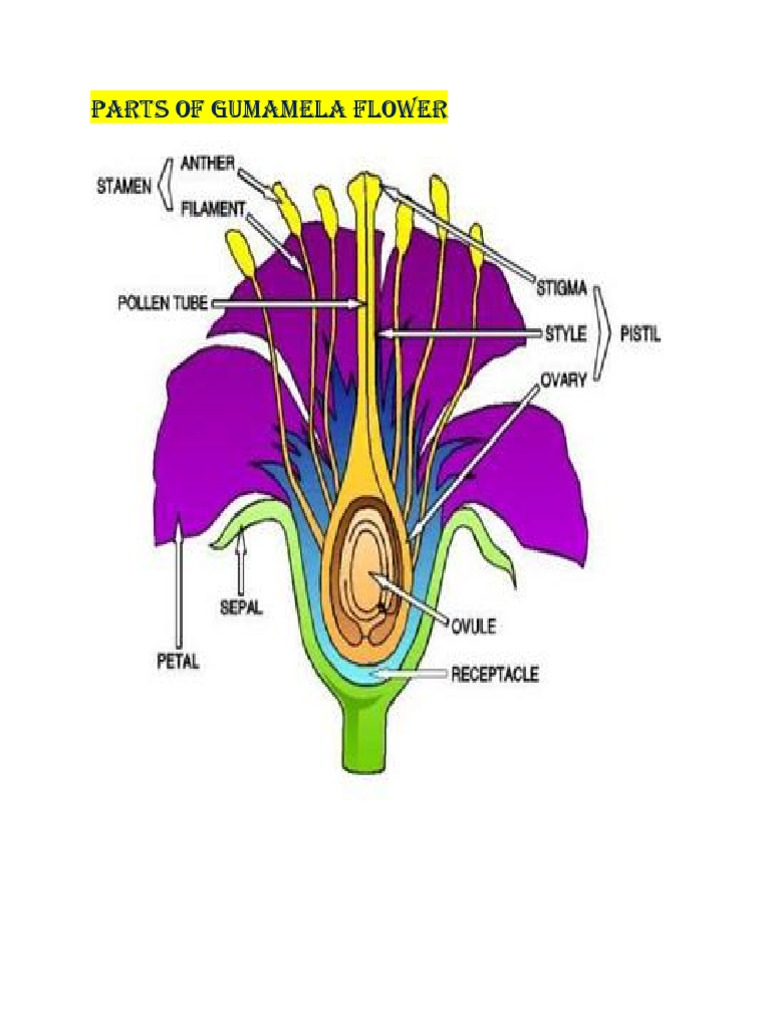Parts of Gumamela Flower | PDF