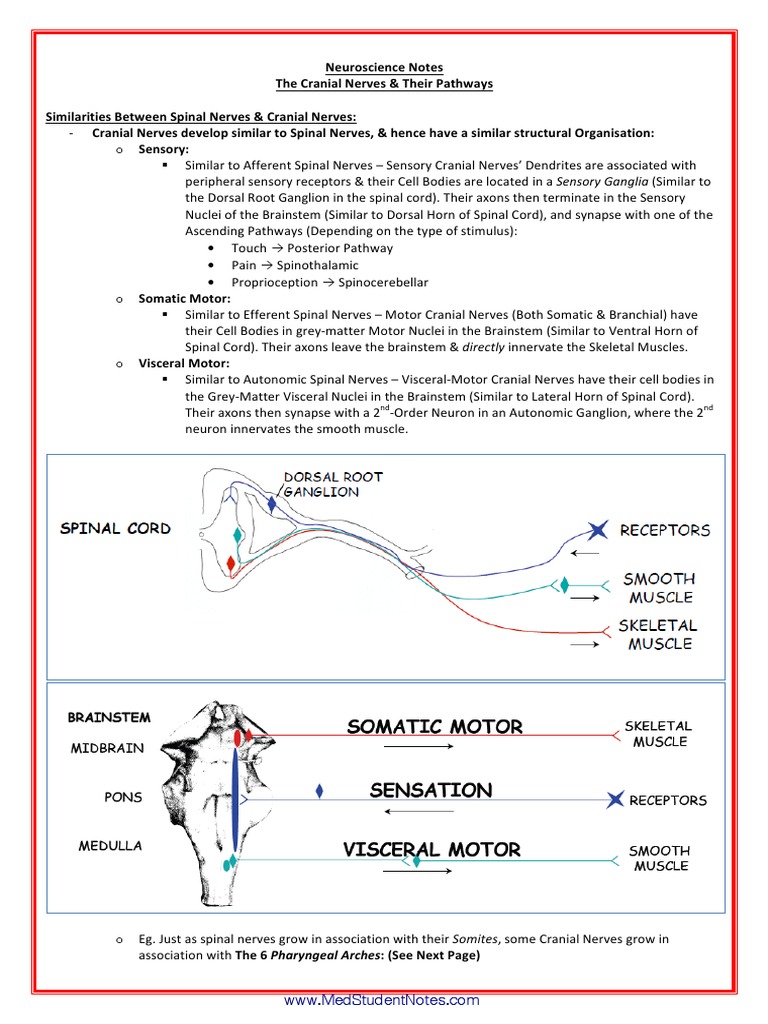 A&P - 9. Cranial Nerves & Their Pathways (19p) | PDF | Spinal Cord ...