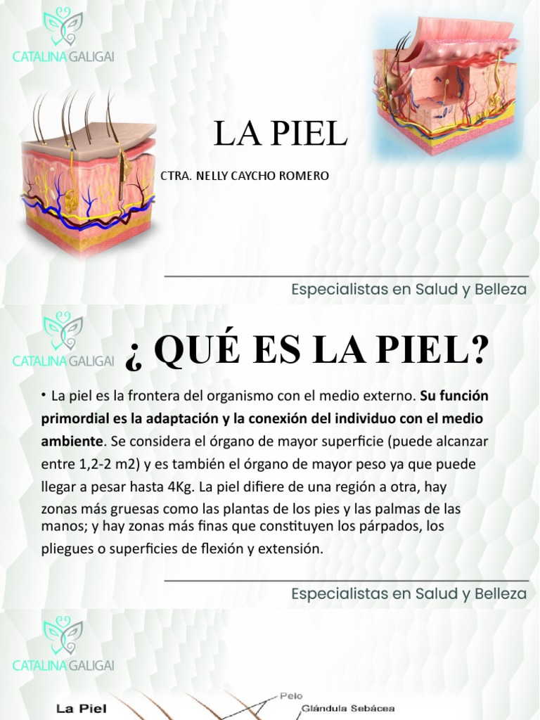 La Piel | PDF | Piel | Epidermis