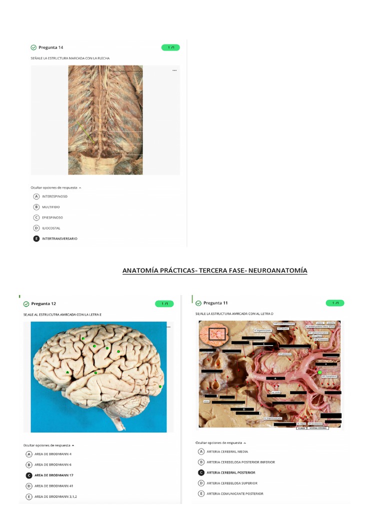 FASE 3 EXAMEN ANATOMÍA 2 | PDF