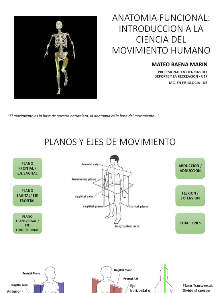 Anatomia Funcional | PDF | Hueso | Articulación