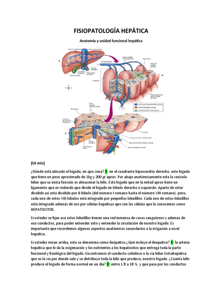 Fisiopatología Hepática | PDF | Hepatitis | Cirrosis