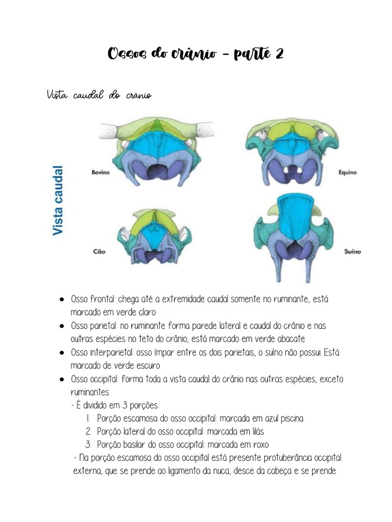 Ossos Do Crã Nio - Parte 2 2 | PDF | Crânio | Orelha