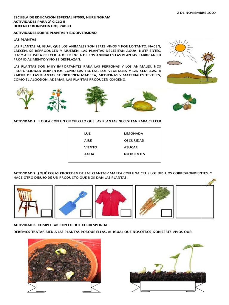 Actividades sobre Plantas y Biodiversidad | PDF | Plantas