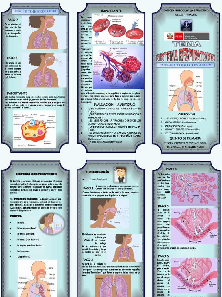 Triptico Sistema Respiratorio | PDF | Pulmón | Respiración