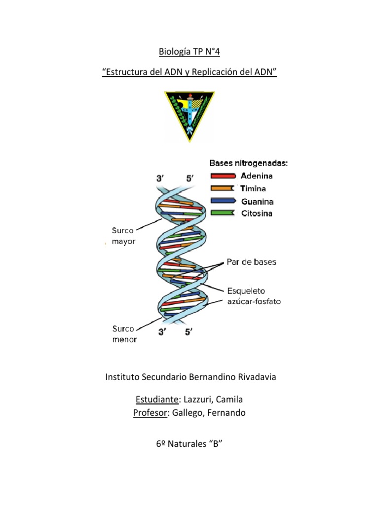 Estructura Del ADN y Replicación Del ADN | PDF | Replicación De Adn | Adn