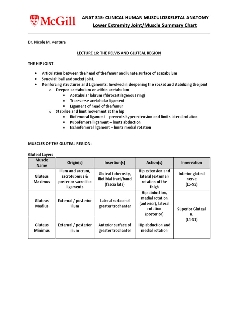 Lower Extremity - Muscle Summary Chart | PDF | Foot | Human Leg