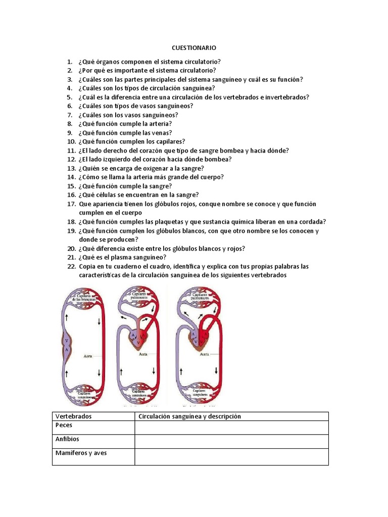 Cuestionario Video Sistema Circulatorio | PDF