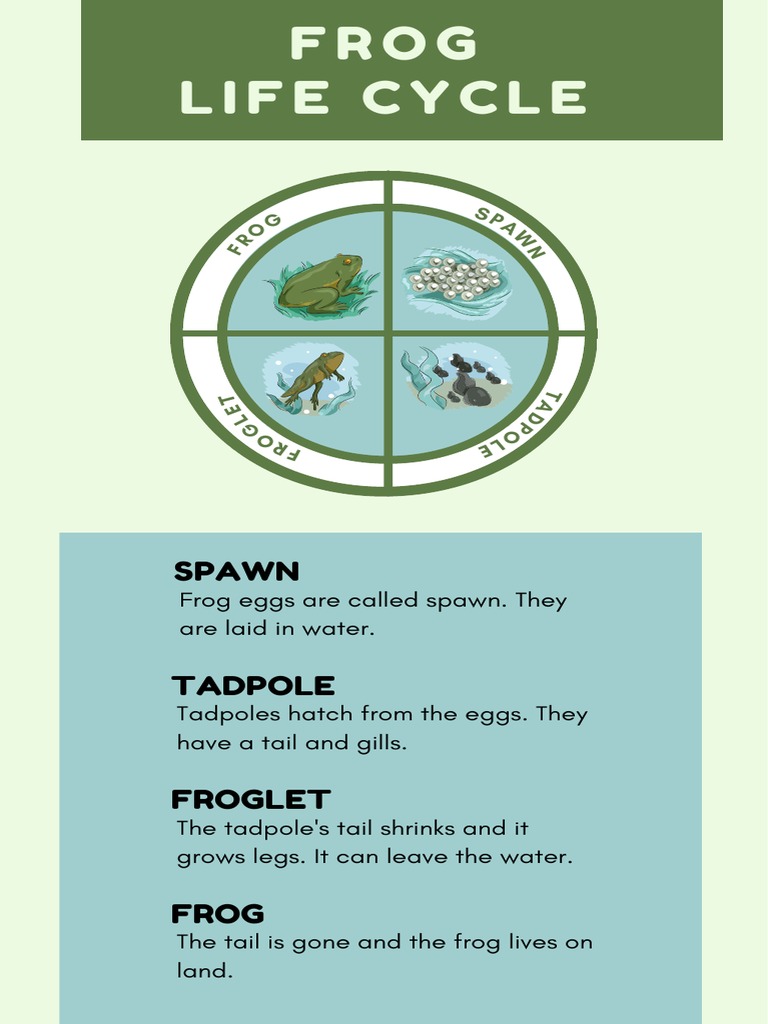 Life Cycle of A Frog Infographic | PDF