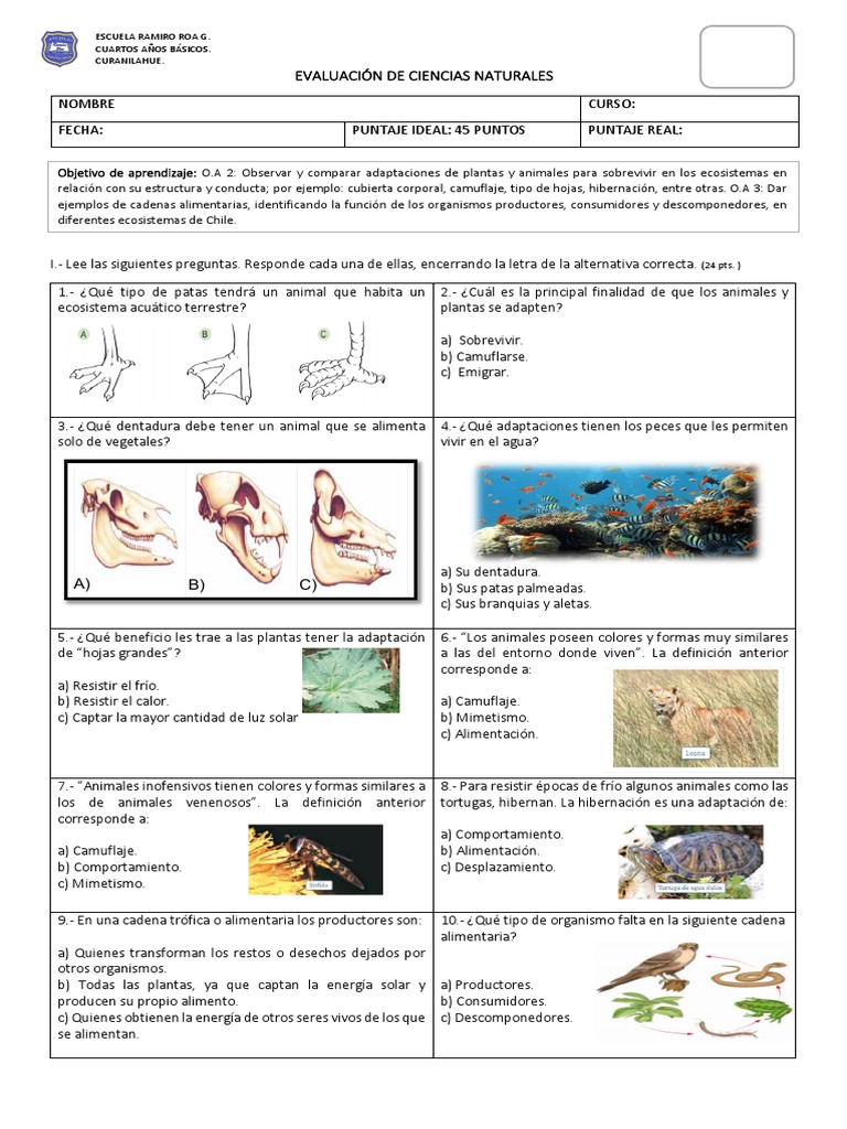 Evaluación sobre Adaptaciones de Animales | PDF | Osos | Oso polar