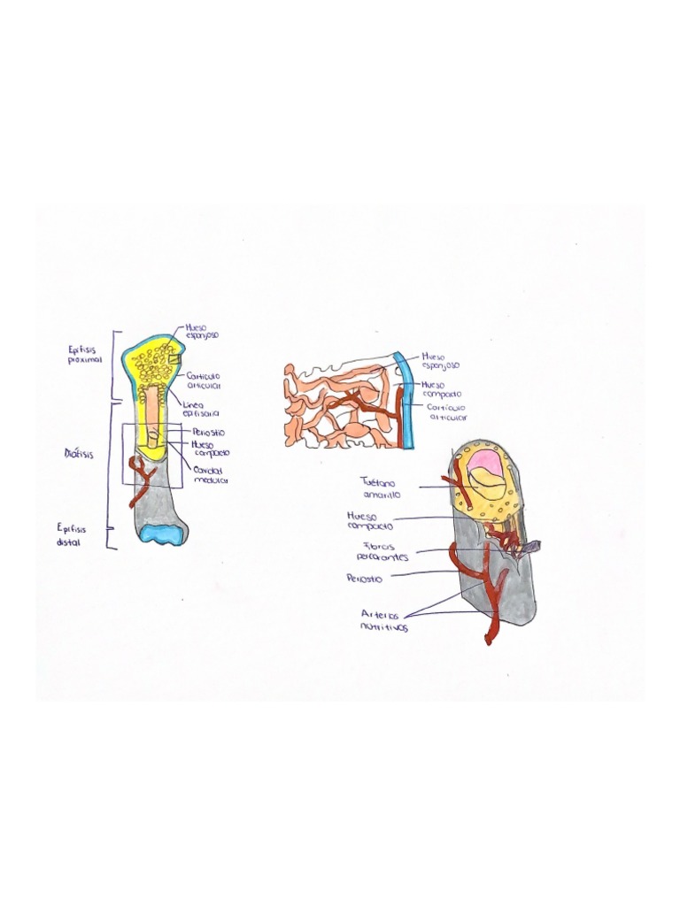Epifisis | PDF