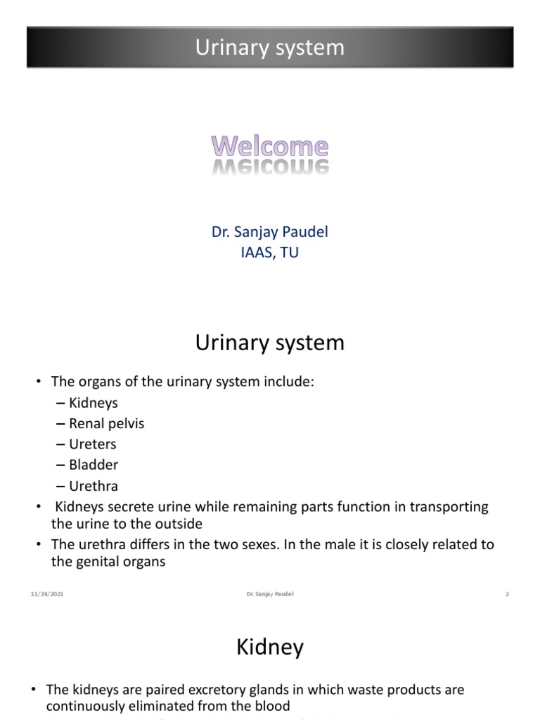 Lecture Urinary System of Animals | PDF | Kidney | Urinary System