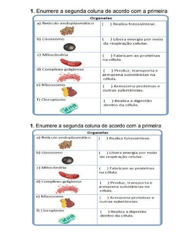 Organelas Celulares 2 Atividade | PDF