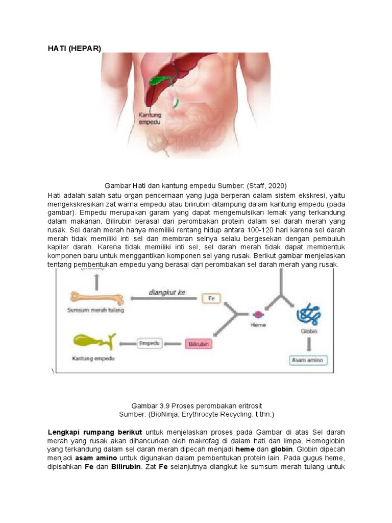 Sistem Ekskresi (Hati (Hepar) | PDF