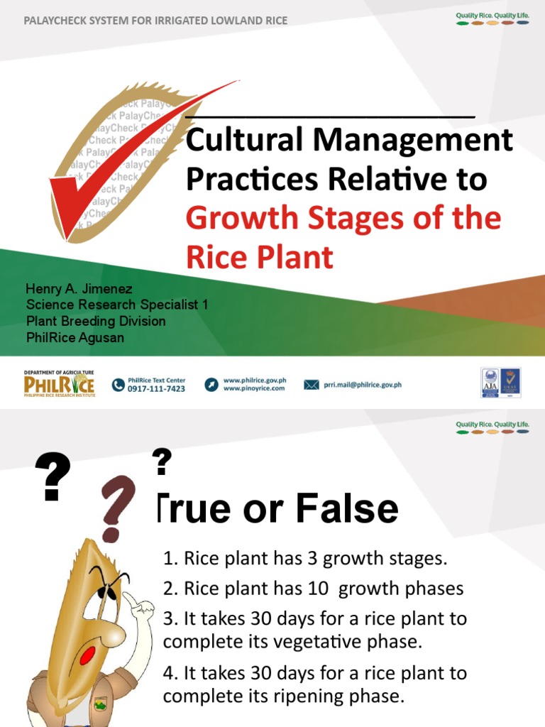 Cultural Management Practices Relative To Growth Stages.1 | PDF | Rice ...