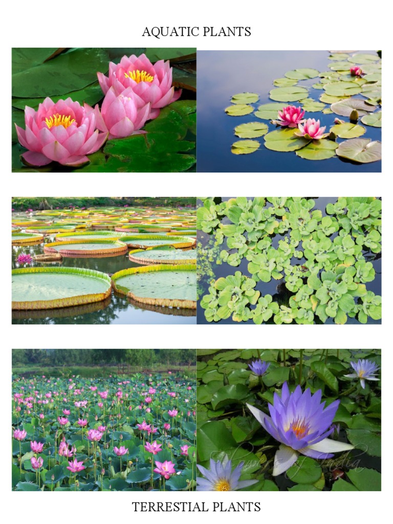 Aquatic Plants | PDF