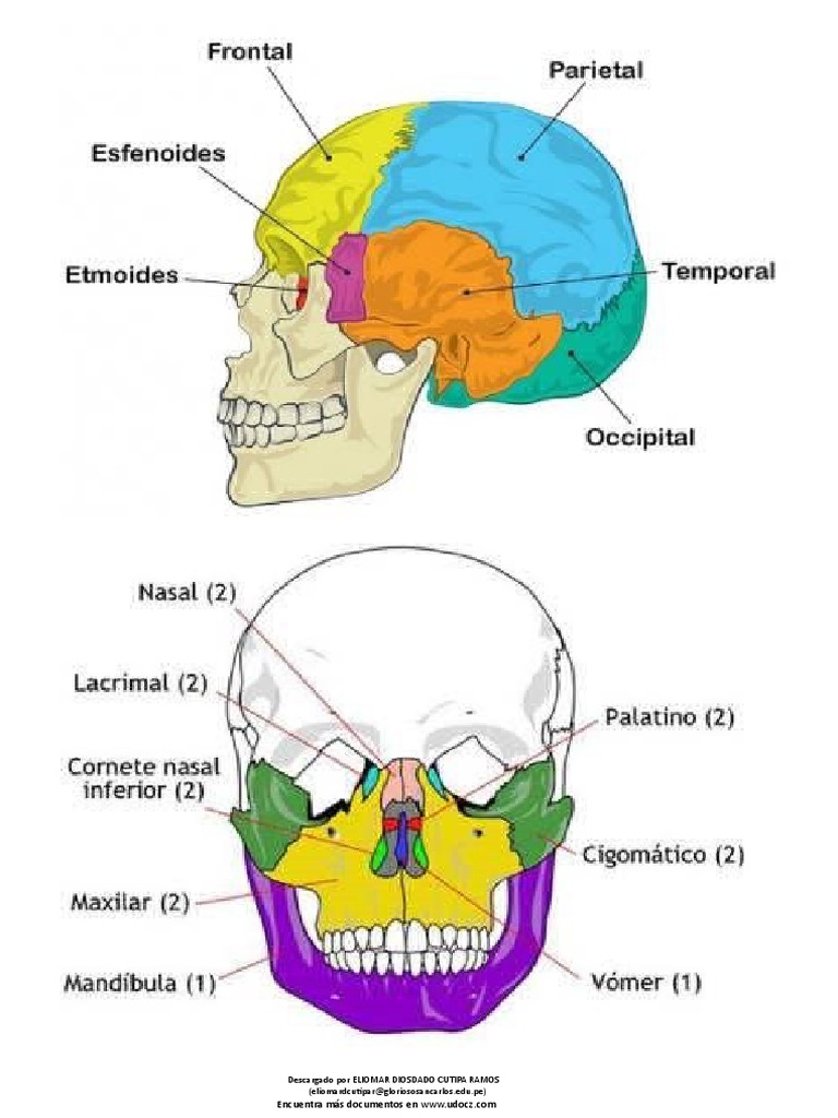 206 Huesos Emanuelp | PDF