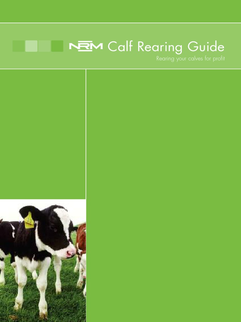 Calf Rearing Guide | Download Free PDF | Milk | Ruminant