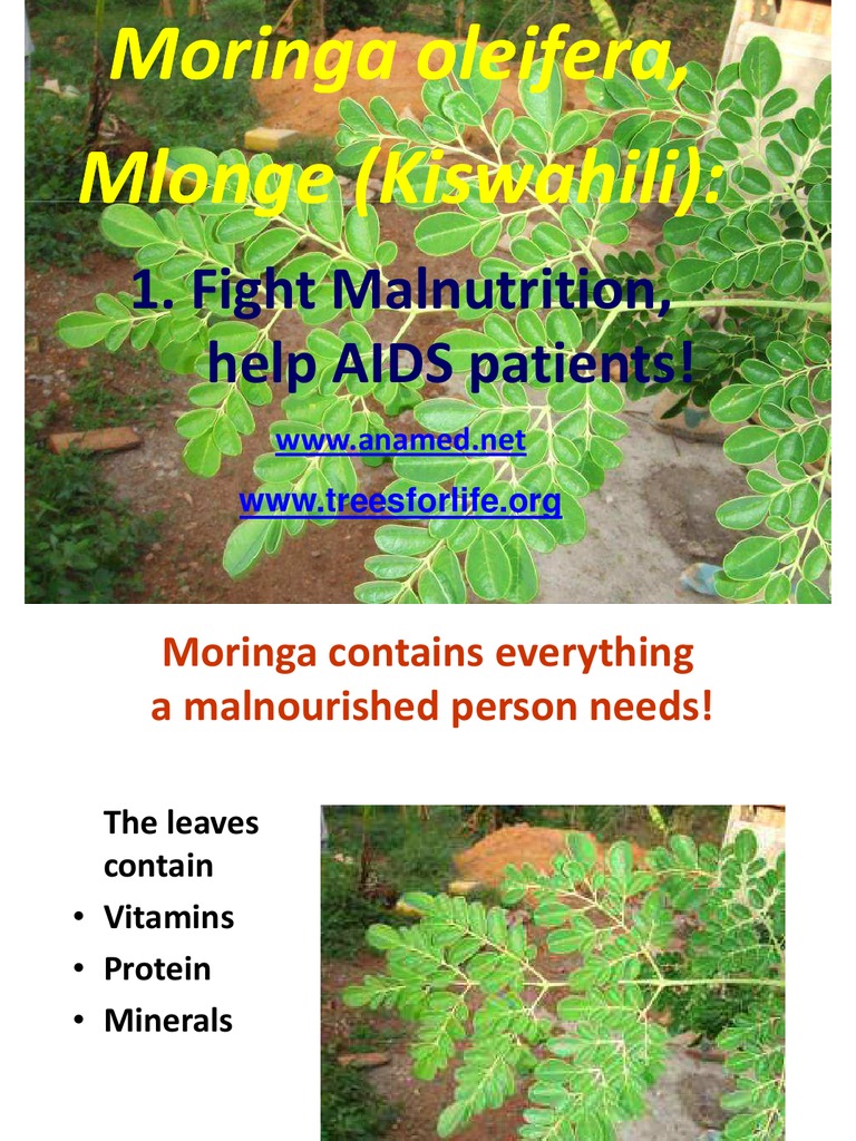 Moringa Oleifera, Moringa Oleifera, Mlonge Mlonge (Kiswahili ...