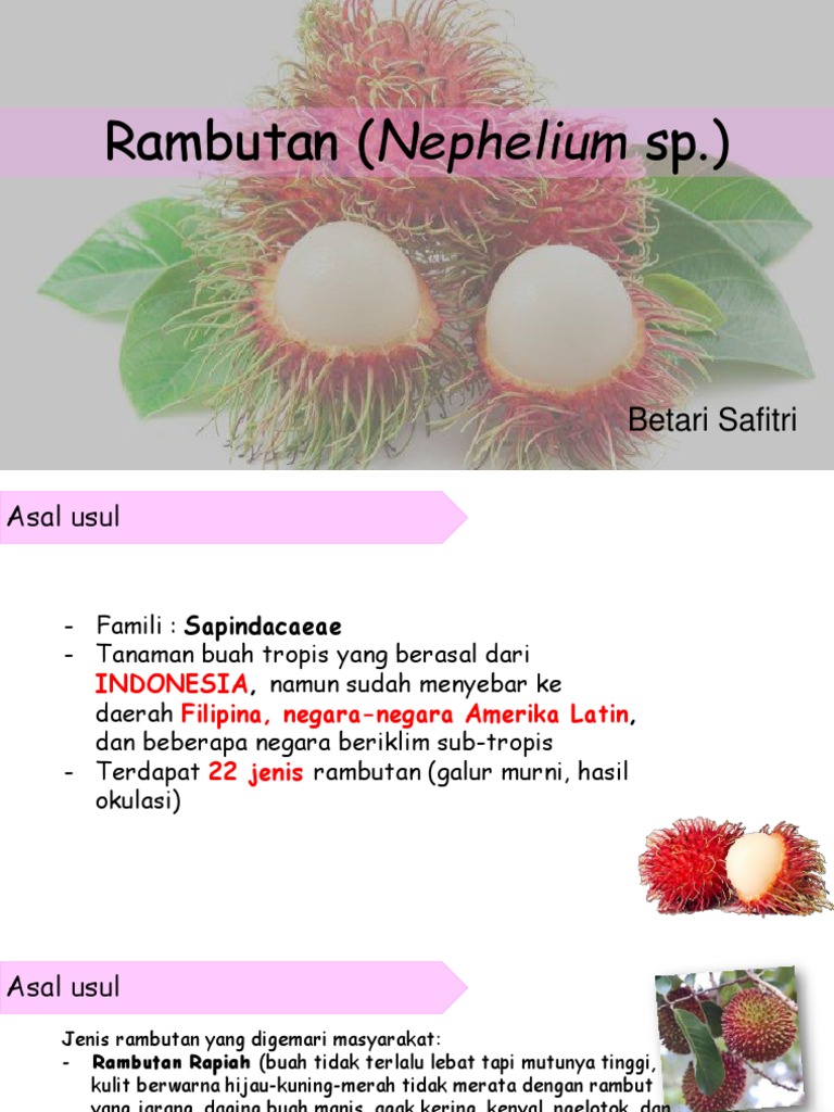 Buah Tahunan - Rambutan | PDF