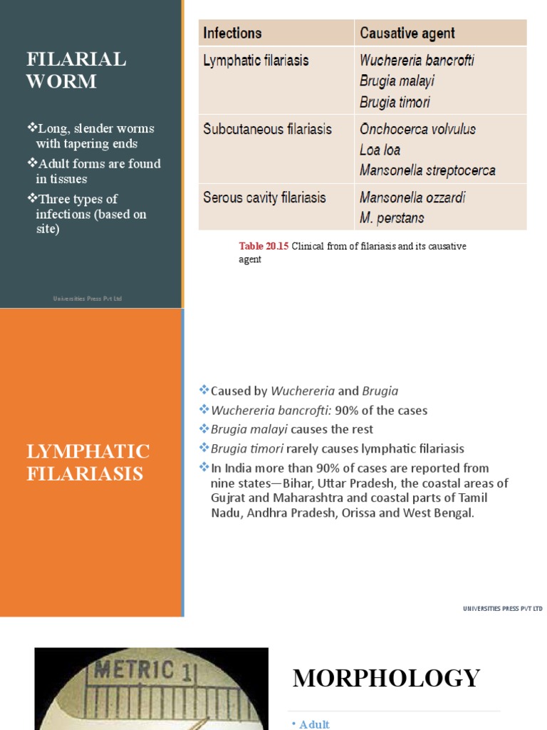 Filarial Worms | PDF