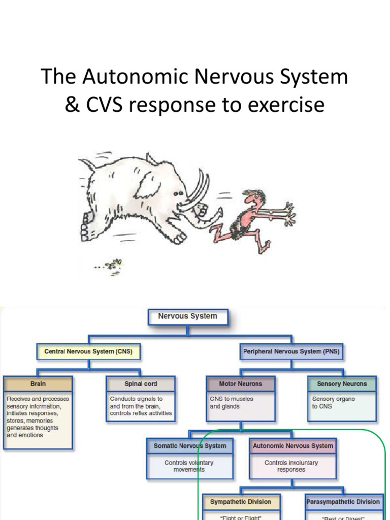 ANS & CVS Response To Exercise v2 | PDF | Autonomic Nervous System ...