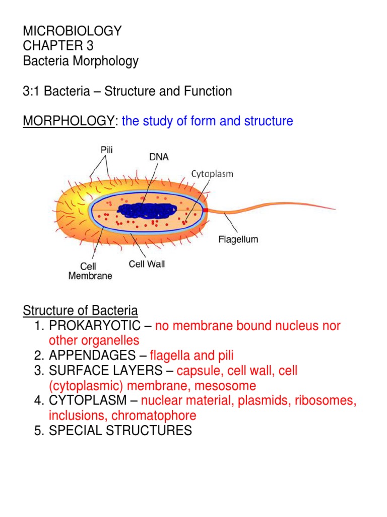 Micro CH 3 Notes | PDF | Bacteria | Cell (Biology)