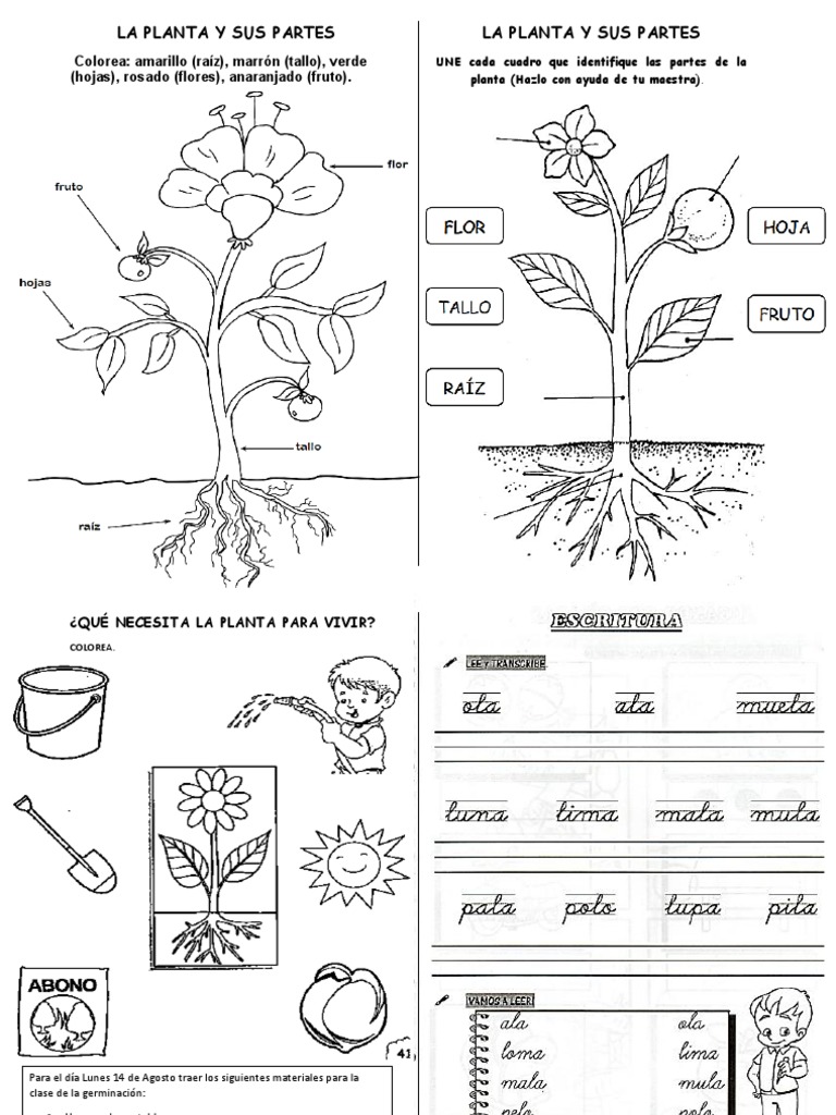 LA PLANTA Y SUS PARTES - Escritura | PDF | Ciencia y matemáticas