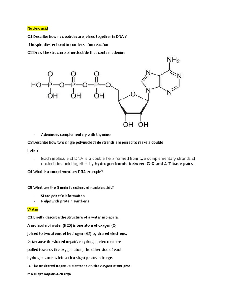 Bio 2 | PDF | Dna | Dna Replication