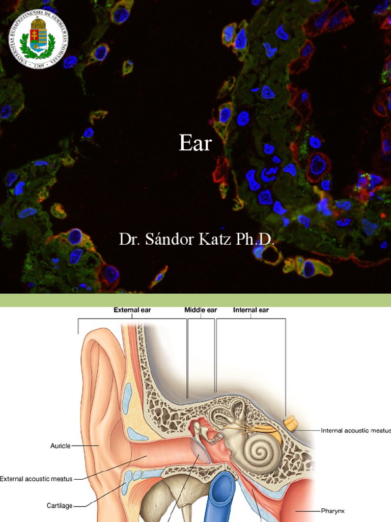 15-Sensory Organs | PDF | Ear | Auditory System