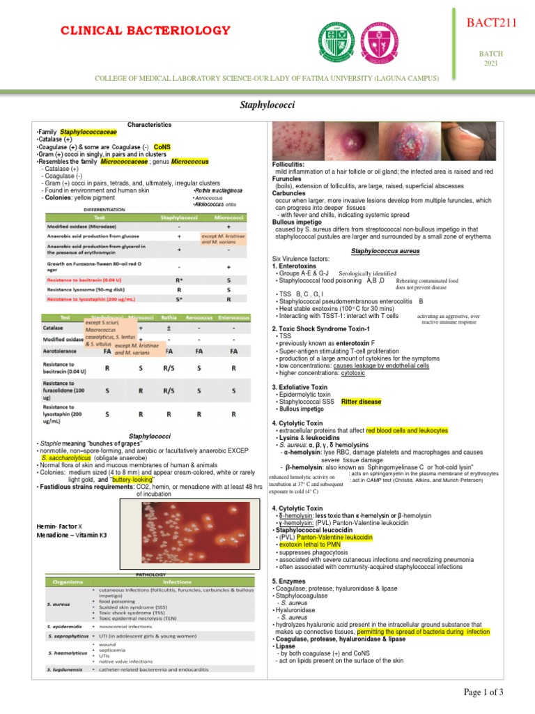 MID1 BACTE Staphylococci | PDF | Staphylococcus | Staphylococcus Aureus