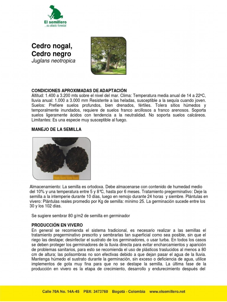 Cedro Nogal, Cedro Negro | PDF | Semilla | Madera