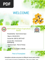 Gundhi Bug Zoo | PDF | Rice | Insects