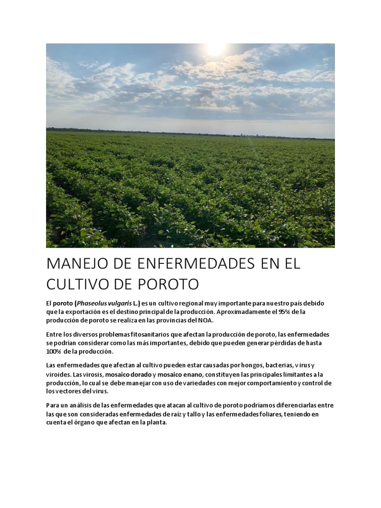 Manejo de Enfermedades en Poroto | PDF | Phaseolus Vulgaris | Molde
