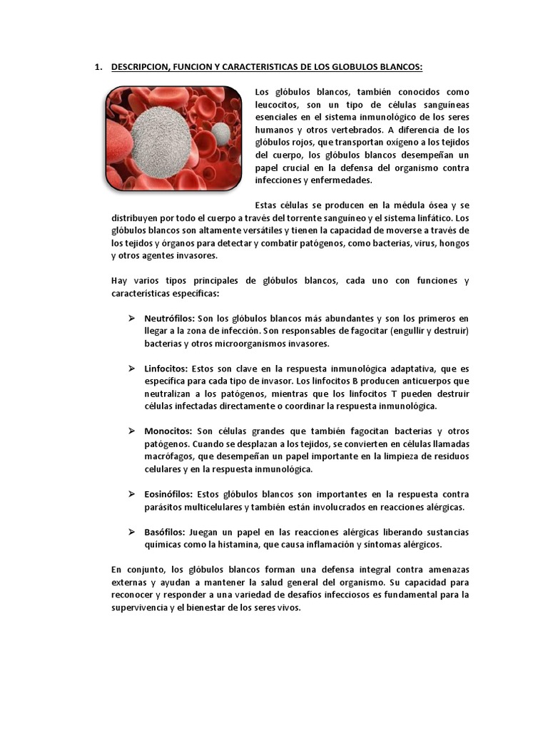 Descripcion de Los Globulos Blancos | PDF