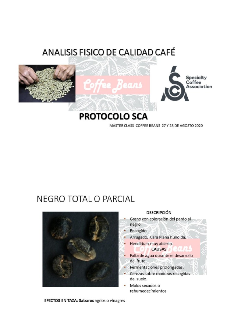 Defectos Fisicos Del Cafe Verde SCA | PDF