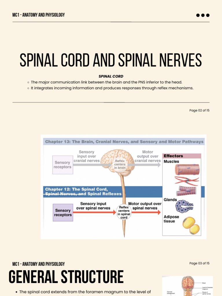 Spinal Cord and Spinal Nerves | PDF | Vertebral Column | Spinal Cord