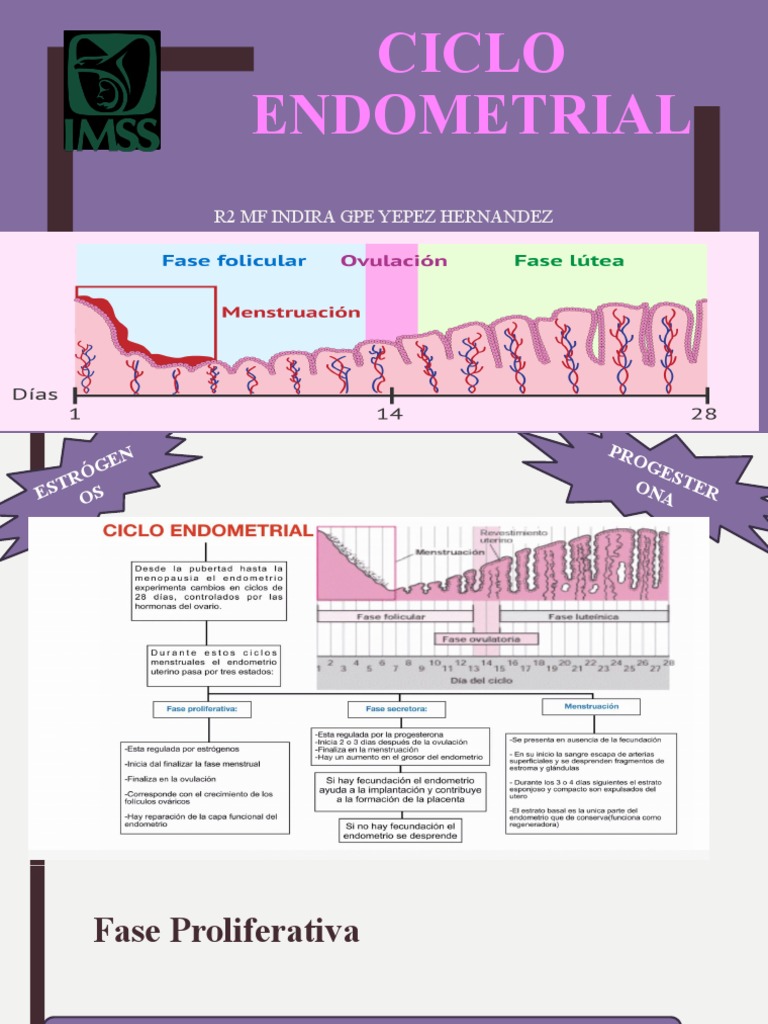 Ciclo Endometrial INDIRA | PDF | Salud y bienestar
