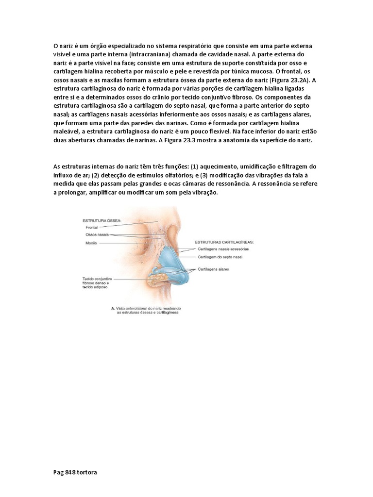 Anatomia Do Nariz | PDF | Morfologia (Biologia) | Anatomia humana