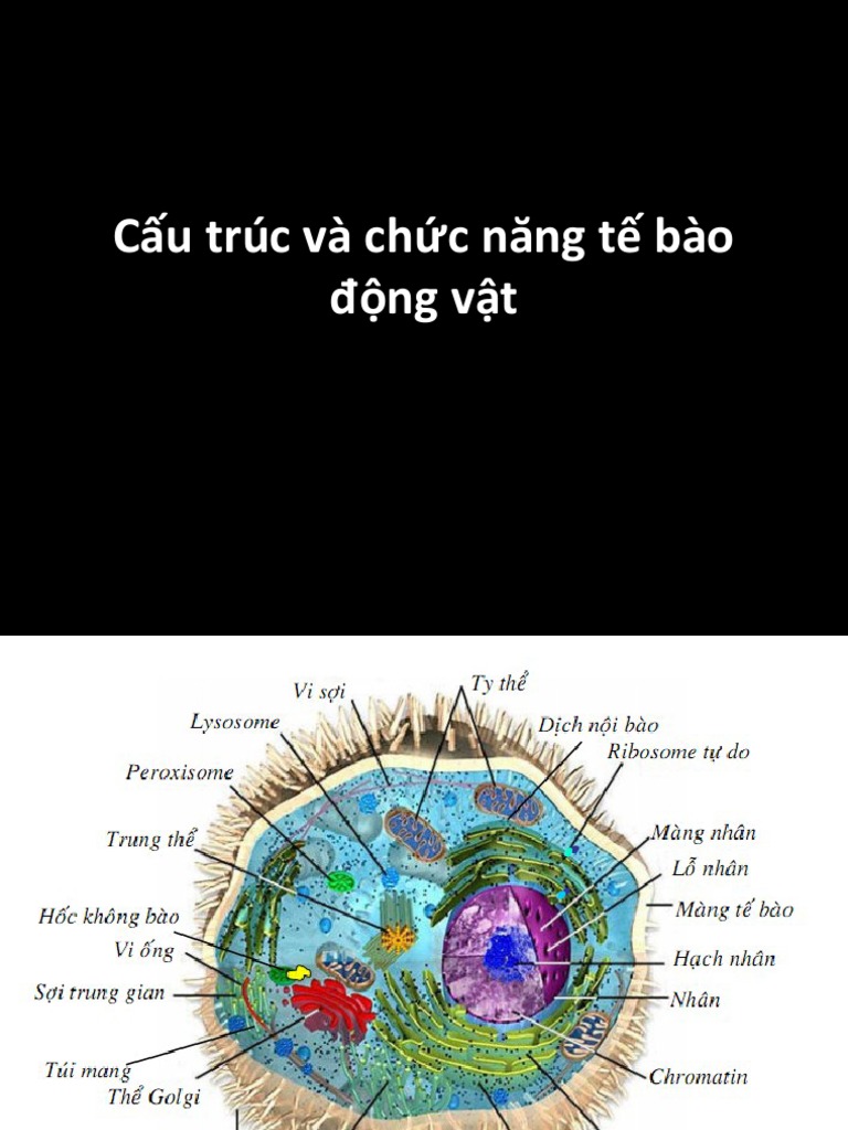 Bai 2 - Te Bao Va Mo Dong Vat | PDF | Cell Membrane | Vesicle (Biology ...