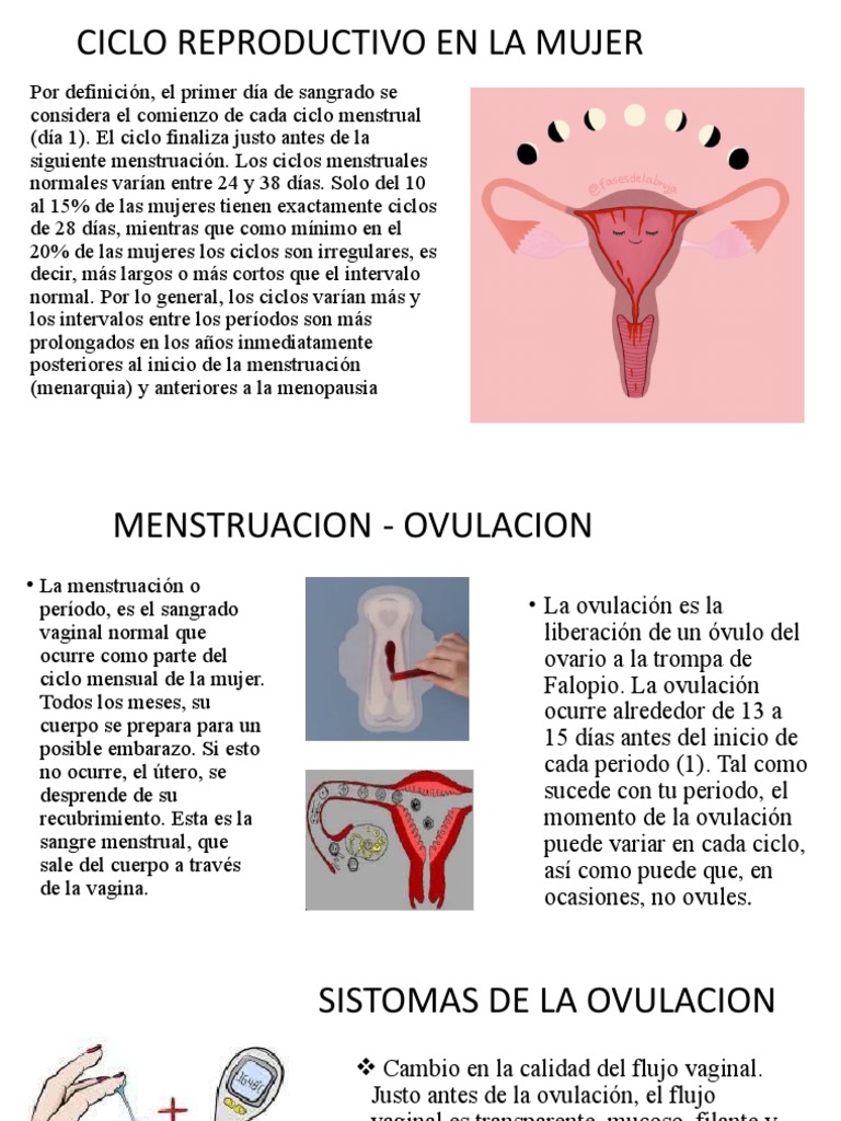 Ciclo Reproductivo en La Mujer | PDF | Ciclo menstrual | Menstruación