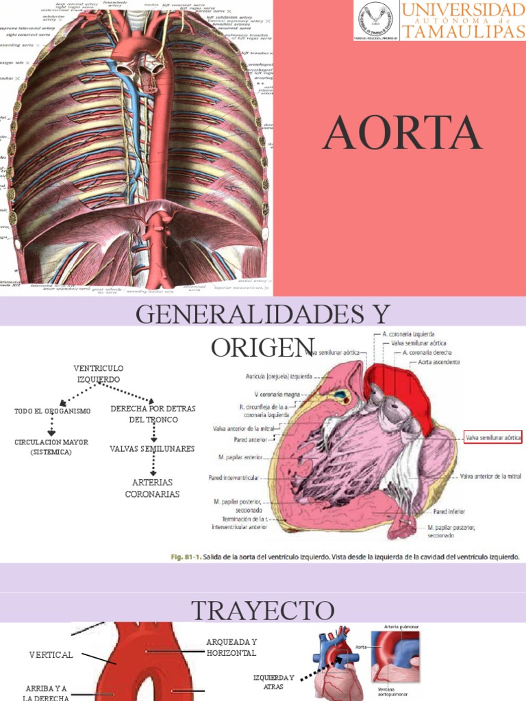 AORTA- ANATOMÍA HUMANA | PDF | Aorta | Sistema cardiovascular